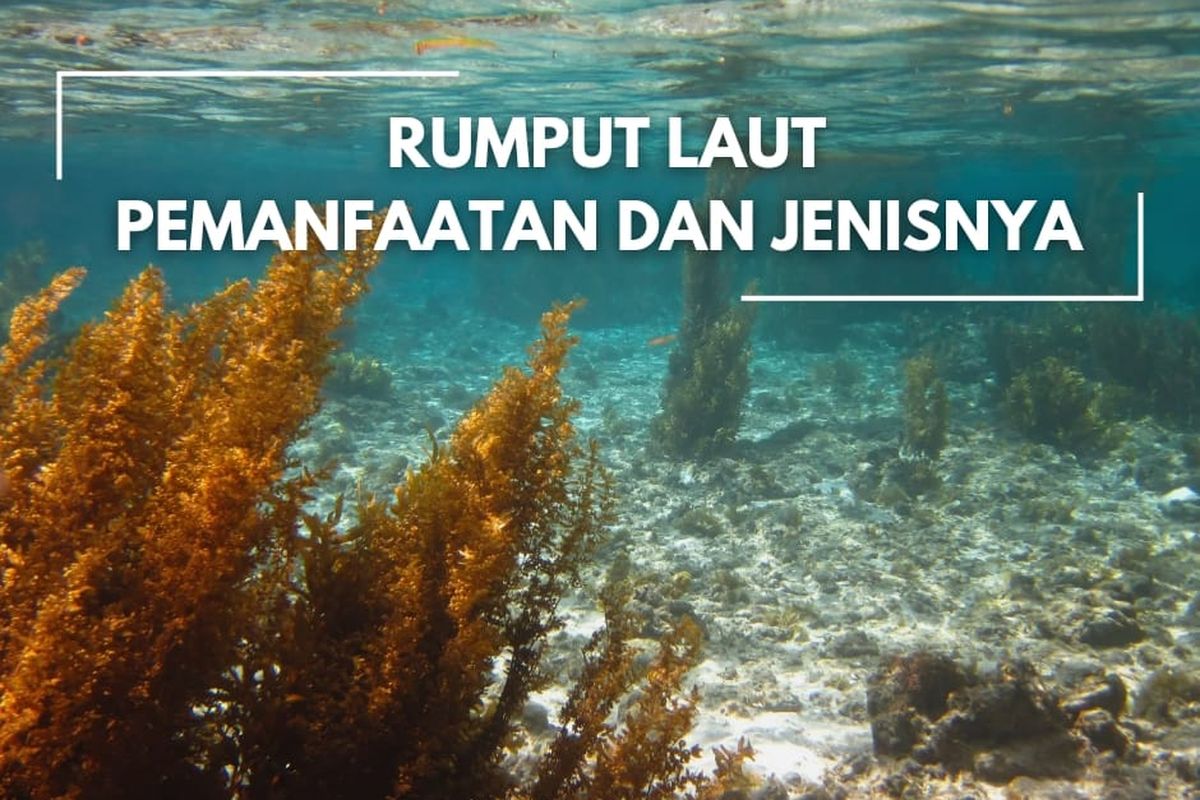 Rumput Laut: Pengertian, Pemanfaatan dan Jenisnya