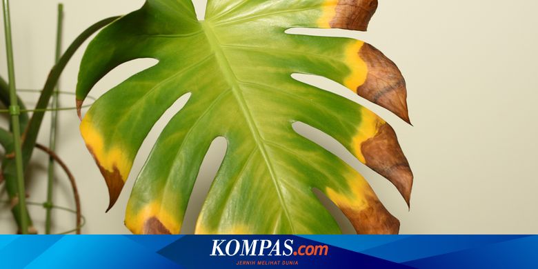 6 Penyebab Daun Tanaman Menguning dan Cara Mengatasinya