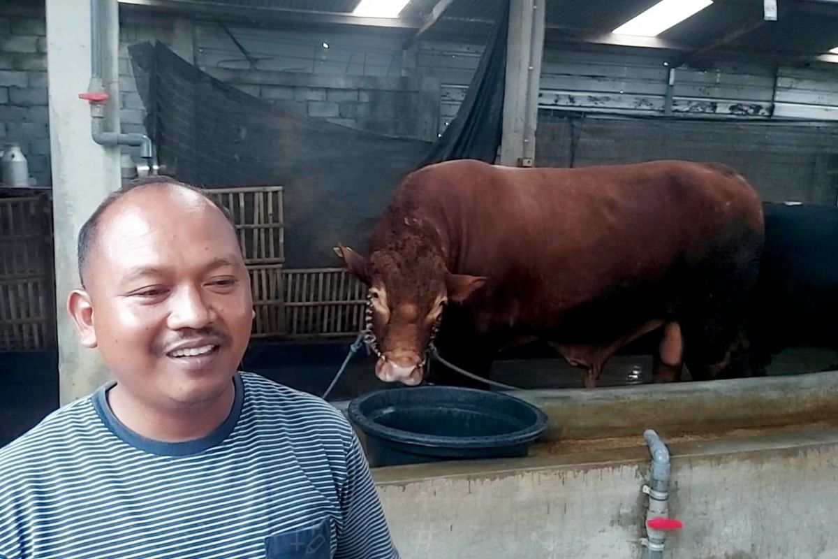Kisah Sutrisno Merawat Bambo, Sapi Berbobot 1 Ton Incaran Presiden Jokowi, Dimandikan 3 Kali Sehari