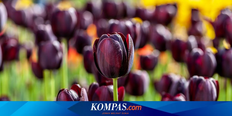 6 Bunga Hitam Eksotis yang Dapat Mempercantik Taman