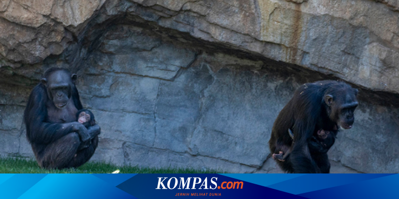 Kisah Pilu Simpanse yang Berduka, Gendong Sang Bayi yang Mati Selama ...
