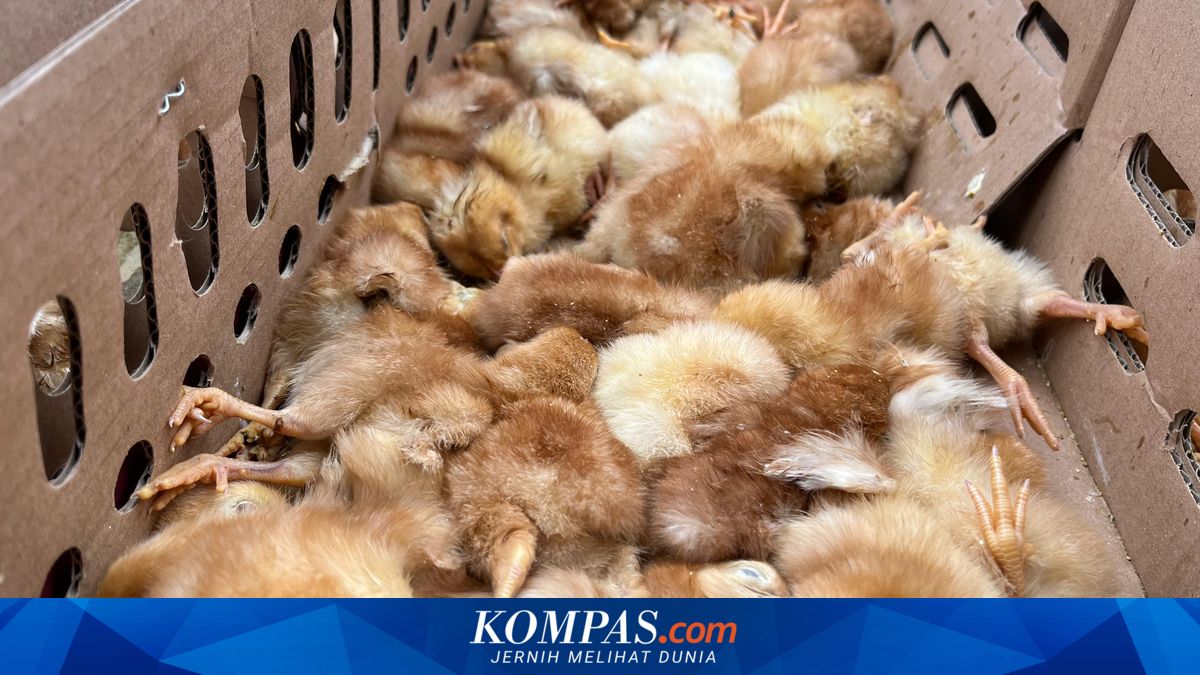 2.035 Ekor Ayam DOC Mati, Karantina Papua Selatan Lakukan Pemusnahan