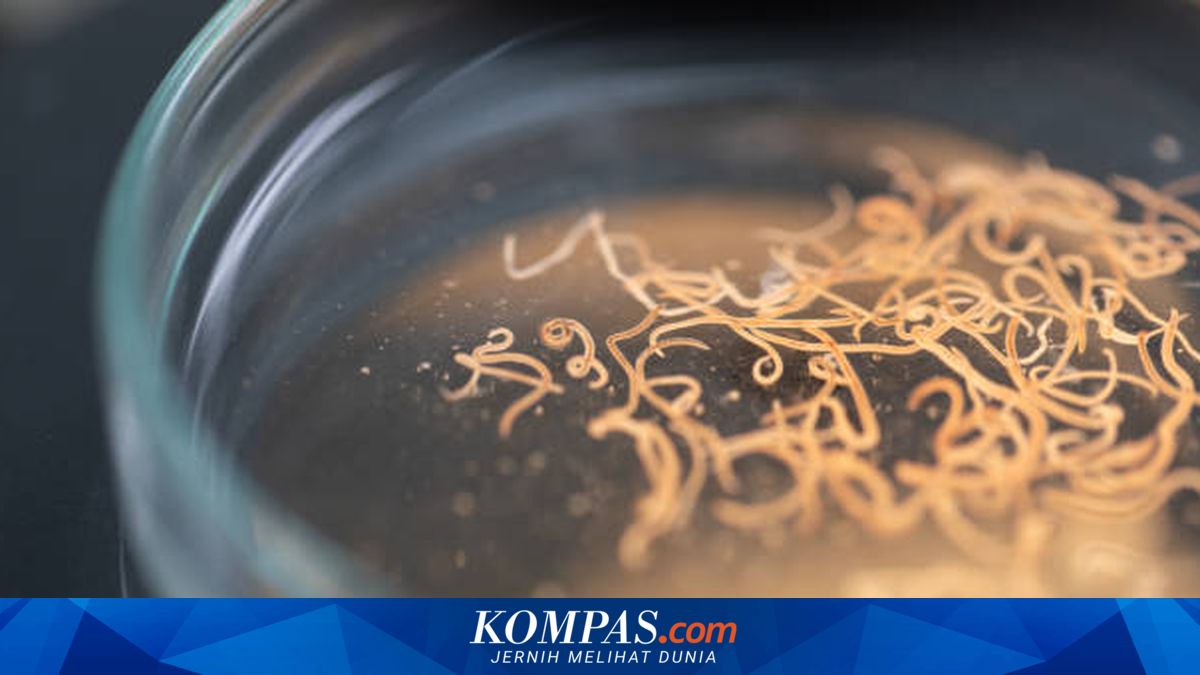 Mengenal Cacing Gelang dan Bahayanya Saat Menginfeksi Tubuh Manusia