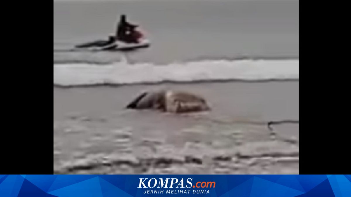 Bangkai Sapi Mengambang di Laut Kejutkan Para Turis Pulau Tenerife