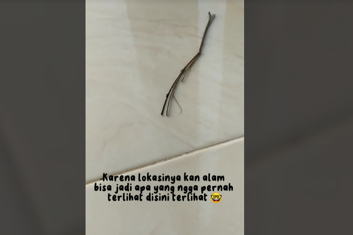 Viral, Video "Ranting" Ternyata Bisa Bergerak, Apa Itu?