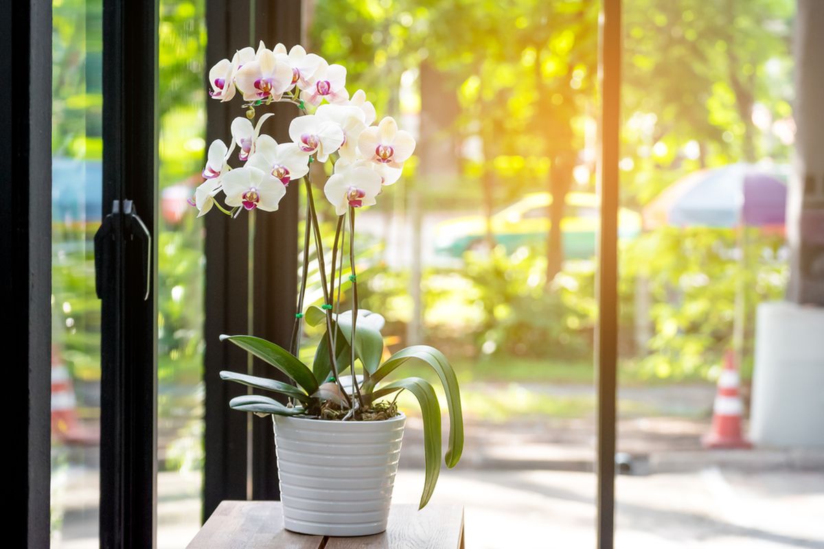 Ini Tempat Terbaik Meletakkan Anggrek di Rumah Menurut Feng Shui