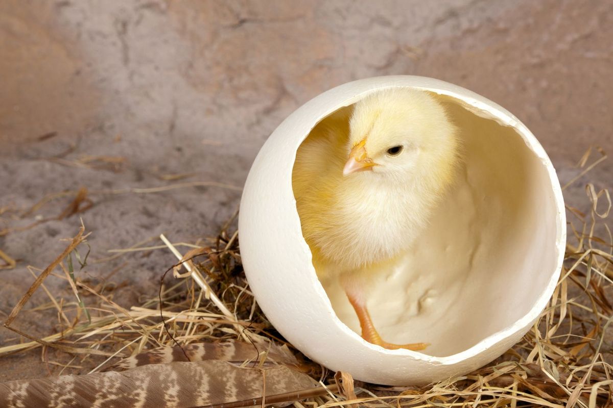 Peternak Ayam Khawatir Pemadaman Listrik, Kematian Anak Ayam Bisa Capai ...