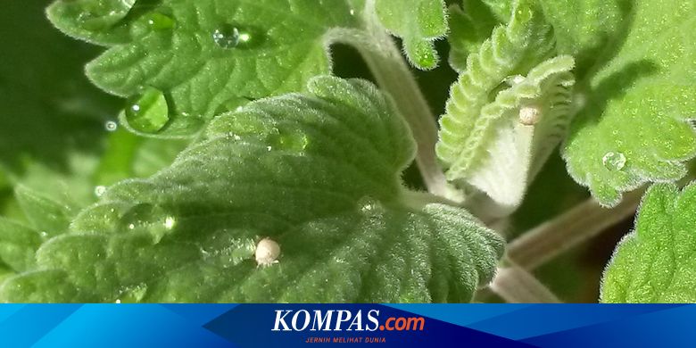 5 Fakta Menarik Catnip, Tanaman yang Bikin Kucing "Mabuk"