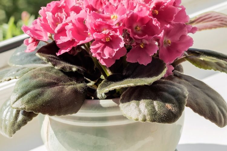 Gampang, Ini 3 Cara Memperbanyak Bunga African Violet