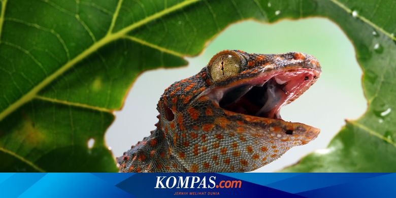 Cara Mengusir Tokek yang Berisik di Dalam Rumah