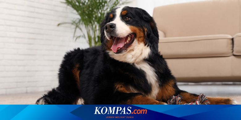 10 Ras Anjing Besar yang Cocok untuk Keluarga, Setia dan Penyayang