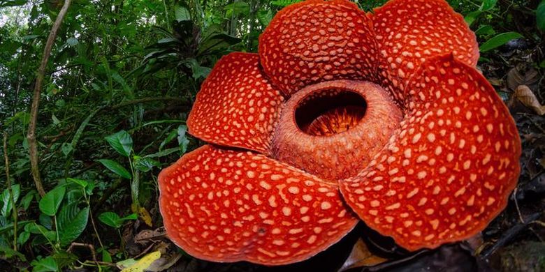 Mengenal 7 Bunga Langka di Indonesia yang Terkenal Cantik dan ...