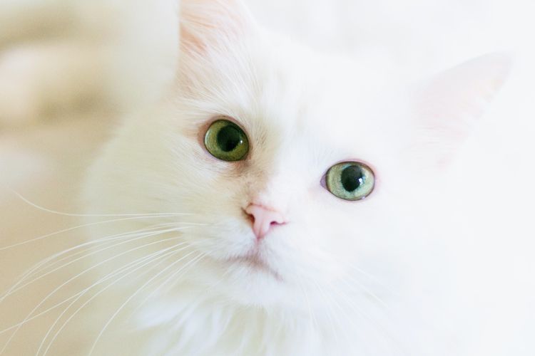 7 Hal Menarik tentang Kucing Putih yang Jarang Diketahui
