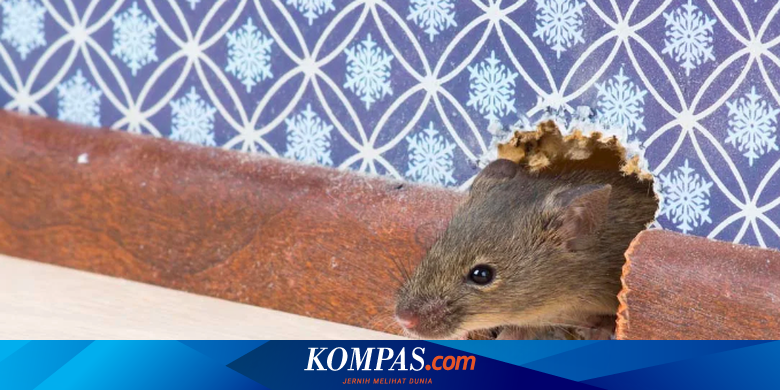 4 Bahan Alami untuk Hilangkan Bau Kencing Tikus di Rumah