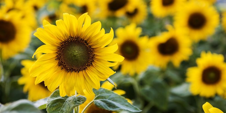 6 Arti Bunga Matahari dalam Kehidupan, Sumber Inspirasi dan Simbol ...