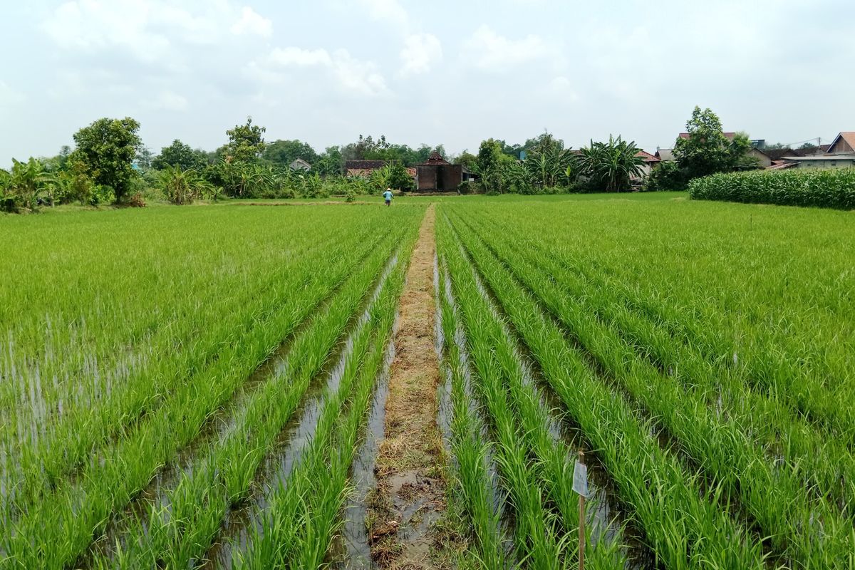 Pemkab Kediri Kenalkan Sistem Tanam Padi Jajar Legowo alias Jarwo ...