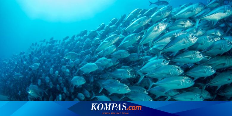 Pemanasan Global, Lautan Menghangat Bikin Ikan Sulit Bernapas, Kok Bisa?