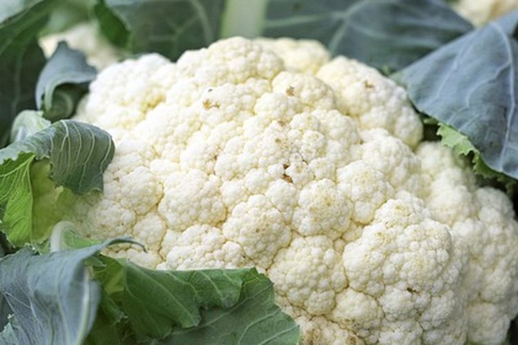 Cara Menanam Kembang Kol Agar Panennya Maksimal