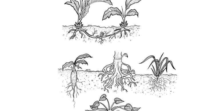 Mengenal Jenis-jenis Akar pada Tumbuhan