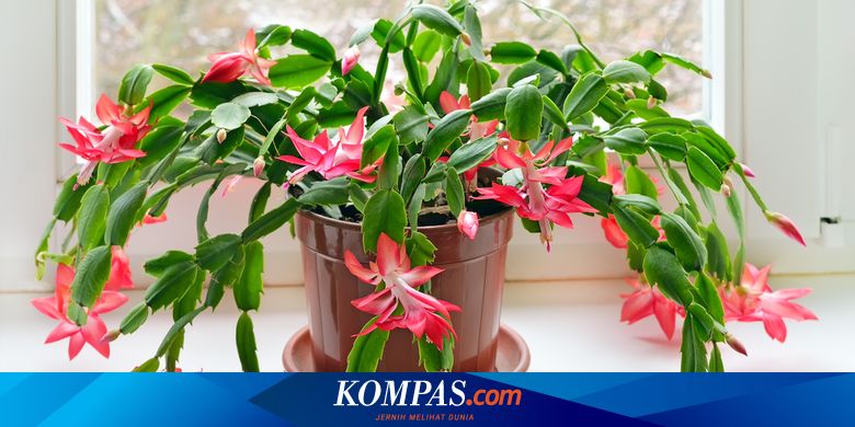 7 Tanaman Sukulen Ini Mudah Dirawat di Dalam Ruangan