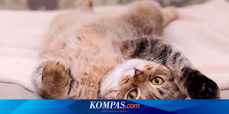 Ragam Penyebab Kucing Kentut yang Perlu Diketahui