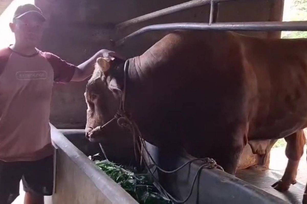 Sapi Seberat Hampir 1 Ton Asal Kendal Jadi Hewan Kurban Presiden Prabowo