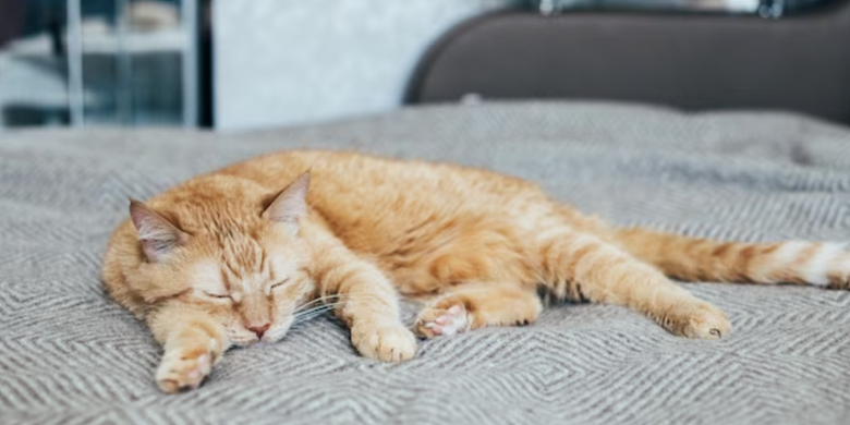 7 Alasan Mengapa Kucing Selalu Lapar Halaman all - Kompas.com 7 Alasan Mengapa Kucing Selalu Lapar Halaman all - Kompas.com
