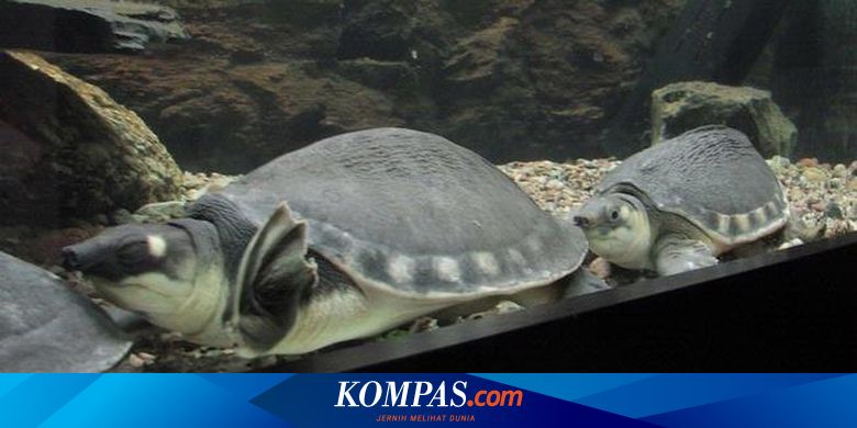 Kura-kura Moncong Babi, Dilindungi dan Diincar