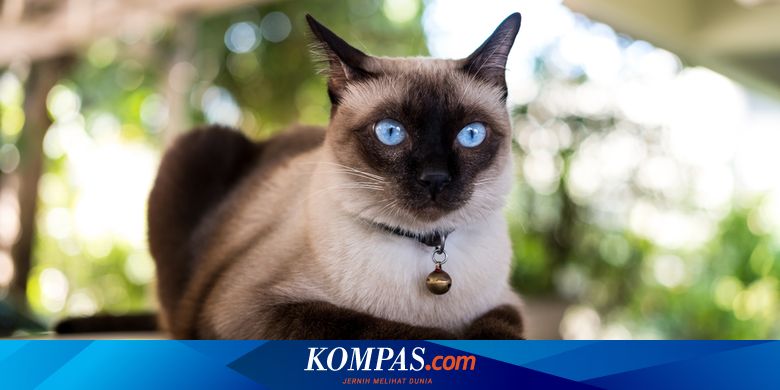 Rekomendasi 10 Ras Kucing Asli Asia yang Cocok untuk Dipelihara