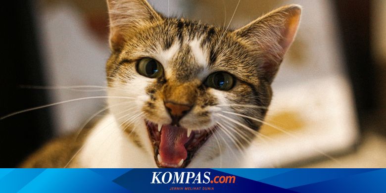5 Tanda Kucing sedang Kesakitan