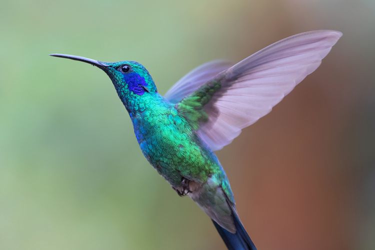 8 Fakta Menarik Burung Kolibri, Bisa Melayang dan Makan Tiap 10 Menit