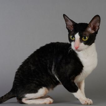 4 Ras Kucing Berbulu Keriting yang Langka dan Penyayang, Tertarik ...