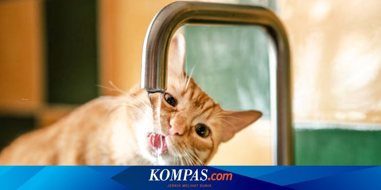 7 Penyebab Dehidrasi pada Kucing, Apa Saja?