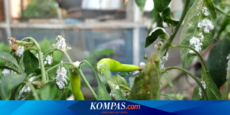 Cara Mengendalikan Kutu Putih Tanaman Cabai