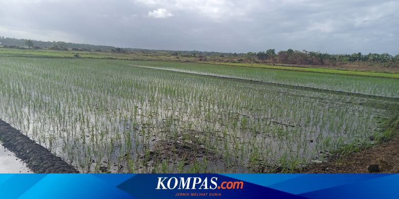 Berita Harian Pertanian Di Merauke Terbaru Hari Ini - Kompas.com