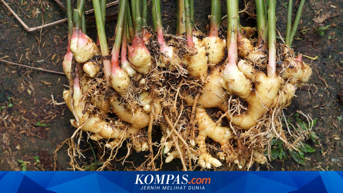 Cara Menanam Jahe di Rumah, Tanaman dengan Segudang Manfaat