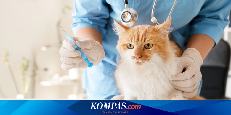 Catat, Ini Jenis Vaksin yang Wajib Diberikan pada Kucing Peliharaan