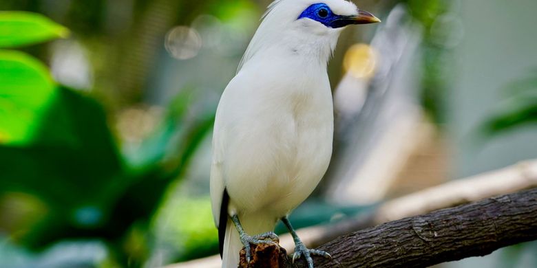 Berita Terkini Harian Fauna Identitas Provinsi Bali Terbaru Hari Ini ...