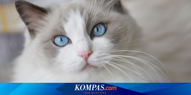 Kenapa Kucing Punya Kumis? Begini Penjelasannya