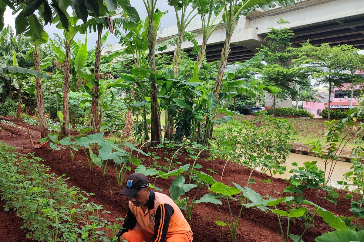 Ketika Air Hujan Kolong Tol Becakayu Jadi Irigasi Kebun Sayur