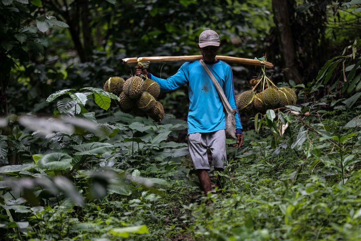[VIDEO] Mendaki Gunung Lewati Lembah, Jalan Panjang Menikmati Durian Rumpin