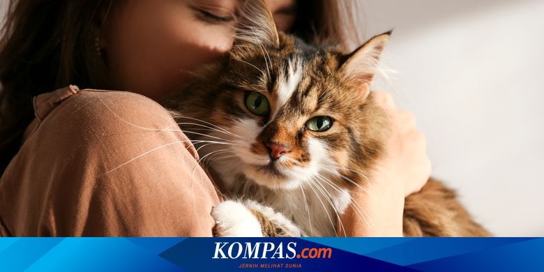 Cara Menggendong Kucing dengan Benar, Jangan Sembarangan