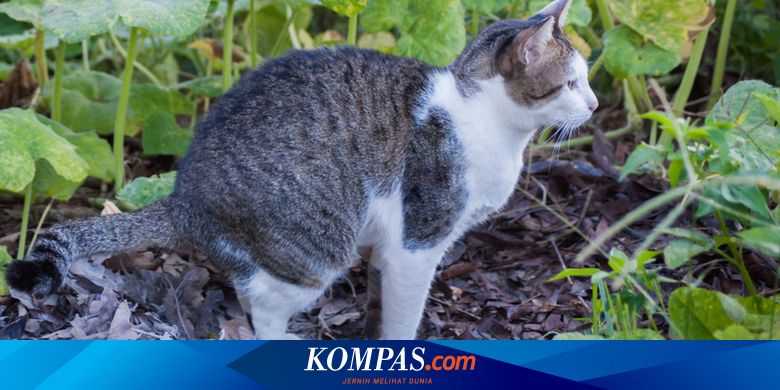 Cara Mengusir Kucing agar Tidak "Pup" di Tempat yang Sama