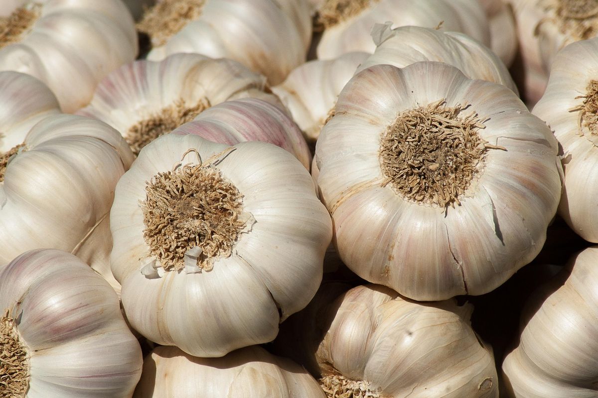 Sejarah Bawang Putih: Dulu Makanan Budak, Kini Bumbu Wajib Makanan Modern