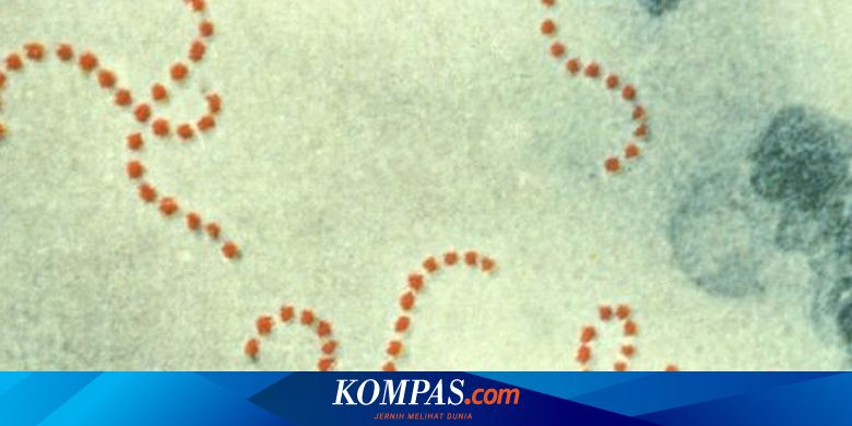 Berita Harian Gejala Streptococcal Toxic Shock Syndrome Terbaru Hari ...