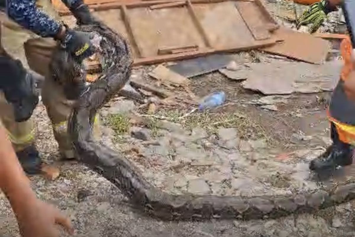 BPBD Surabaya Catat 43 Ular Masuk Rumah Warga Sebulan Terakhir