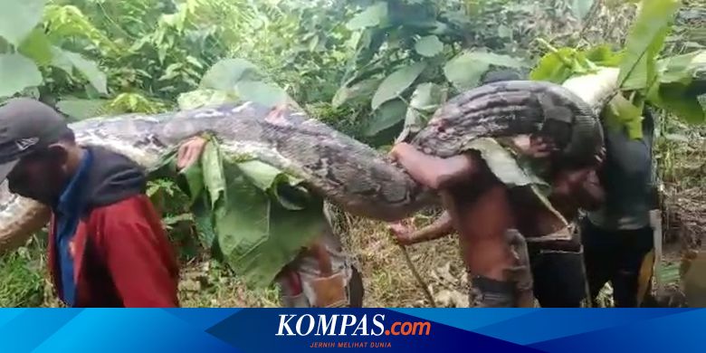 Ular Piton Raksasa Sepanjang 7 Meter Seberat 130 Kg Ditangkap Warga ...