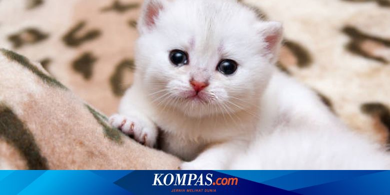 Bisakah Kucing Menangis Saat Sedih atau Terluka? Berikut Penjelasannya