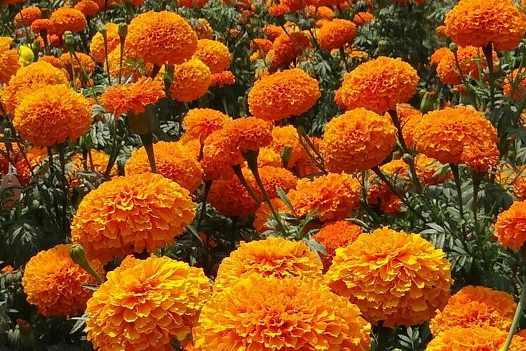 Manfaat Menanam Bunga Marigold di Halaman Rumah, Bisa Bantu Usir Hama