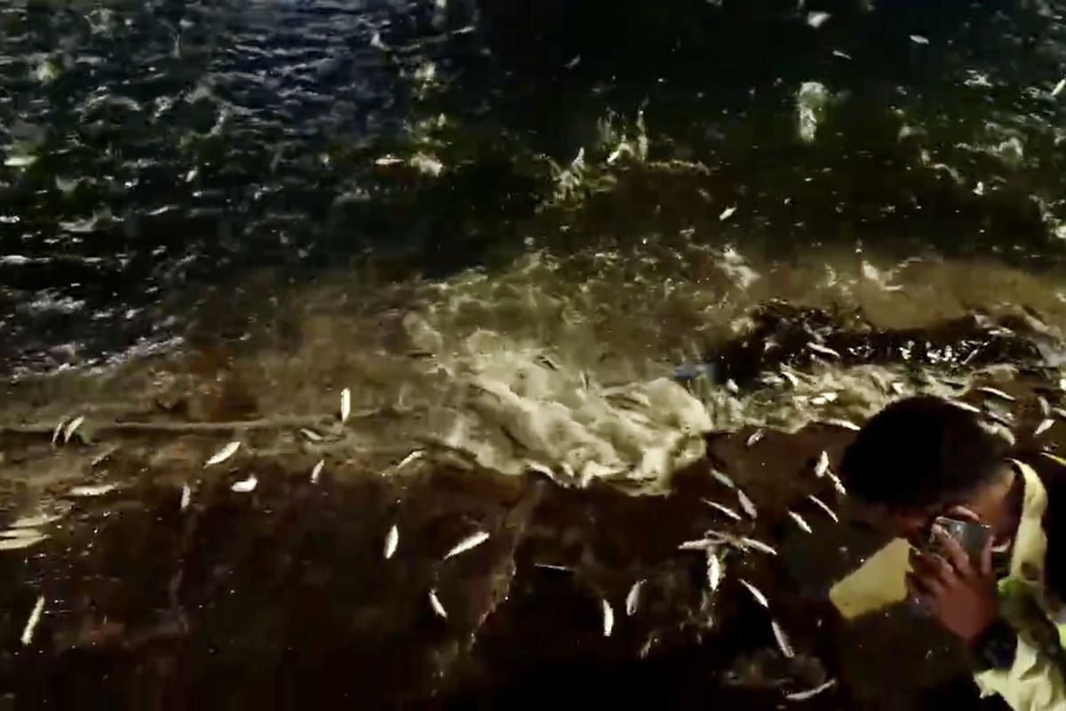 Ribuan Ikan Lompat ke Daratan di Lampung, BMKG Ungkap Penyebabnya